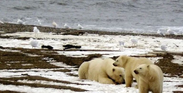 Verano ardiente en el Ártico: el más caluroso de la historia | ANR ...