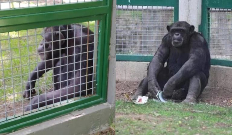 Tras años de espera, el chimpancé "Toti" será trasladado de Bubalcó a ...