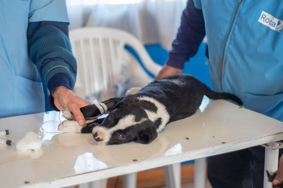 Esta semana inscriben para nuevas castraciones gratuitas de perros y ...