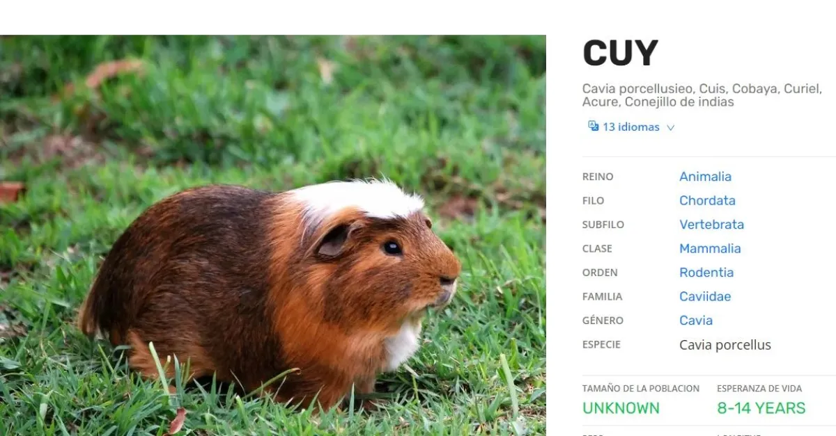 Polémica en redes por como se escribe el nombre de un pequeño roedor ...