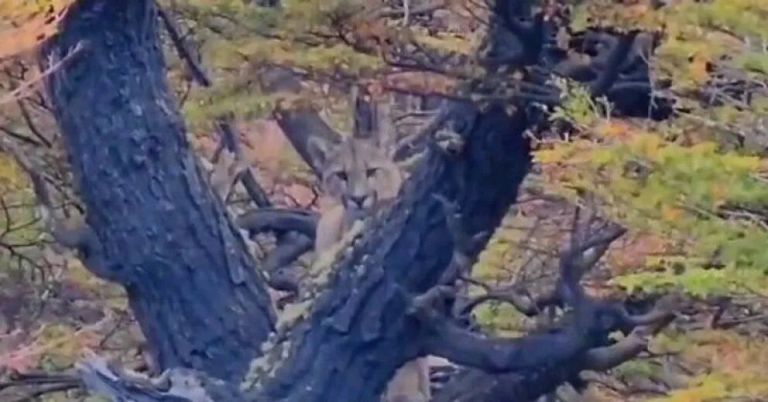 Caminantes se encontraron con un puma que los observaba desde un árbol ...