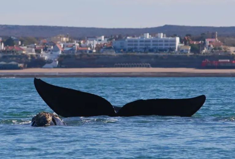 ¿Hasta cuándo podés avistar ballenas en el Golfo San Matías? | ANR ...