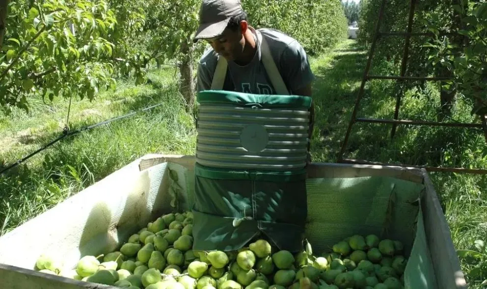 Río Negro inicia la temporada de exportación de peras y manzanas con aumento en las ventas al ...