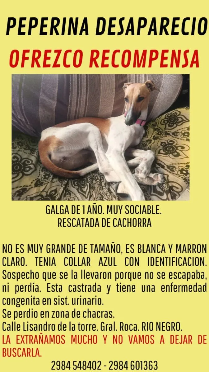 Desesperada búsqueda en Roca: desapareció su perra y teme que se la hayan robado "galgueros" de ...