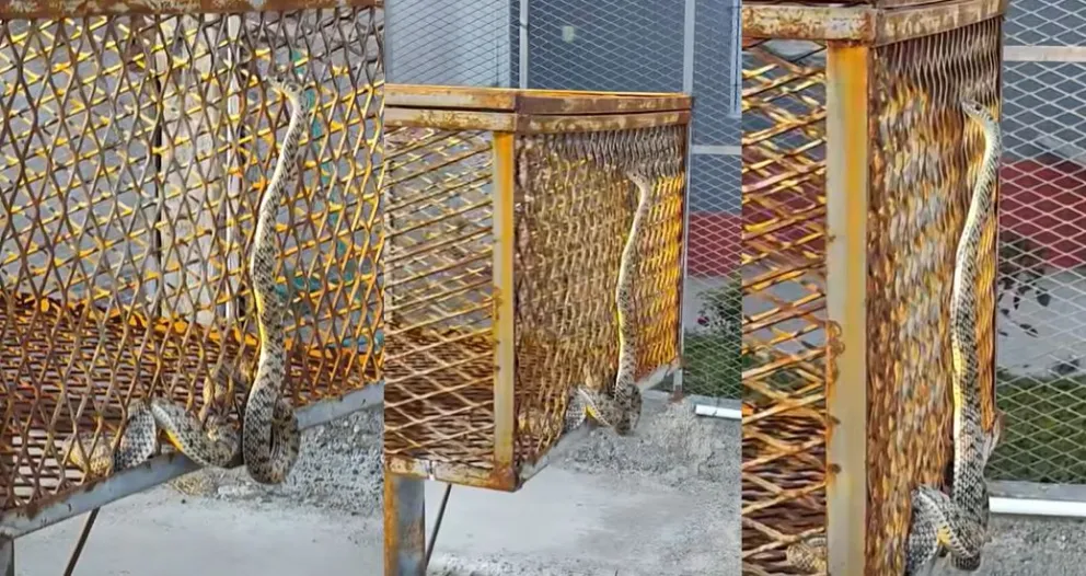 Hallaron una culebra de gran tamaño en un cesto de basura: el reclamo ...