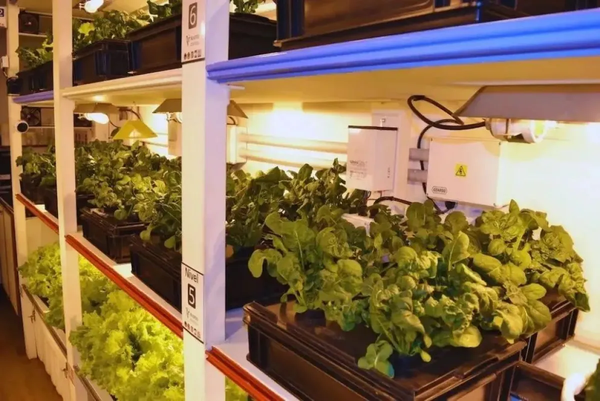 Desarrollan un módulo hidropónico para producir vegetales en espacios ...